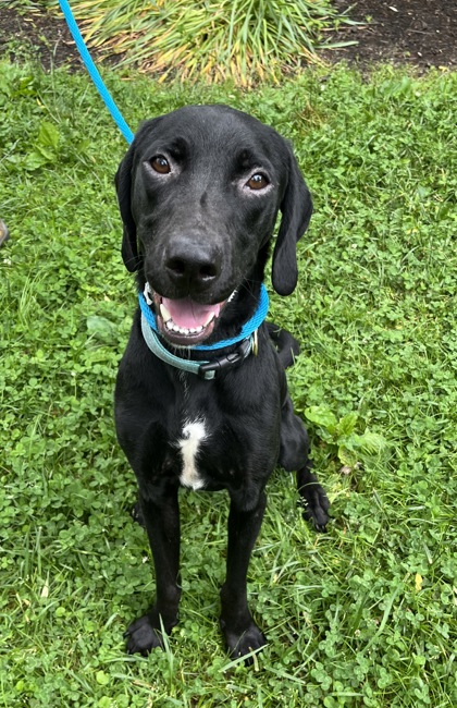 Rory - Young-Williams Animal Center