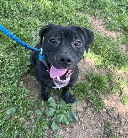 Stray Pit mix - Young-Williams Animal Center