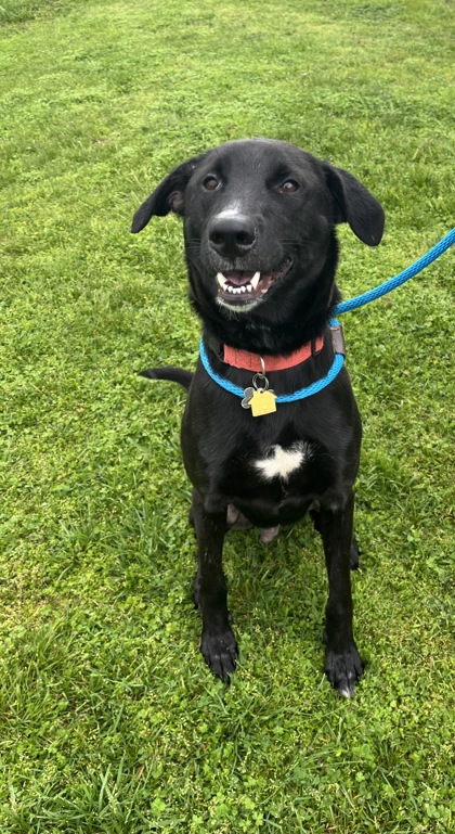 Bronson - Young-Williams Animal Center