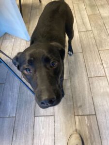 Ashley - Young-Williams Animal Center