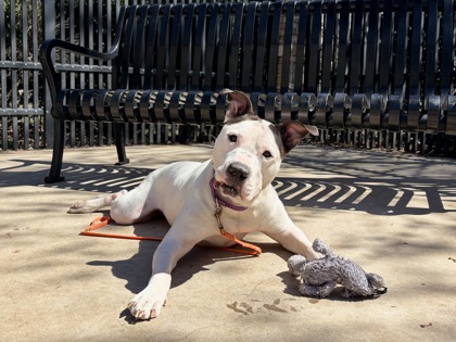 Chavo - Young-Williams Animal Center