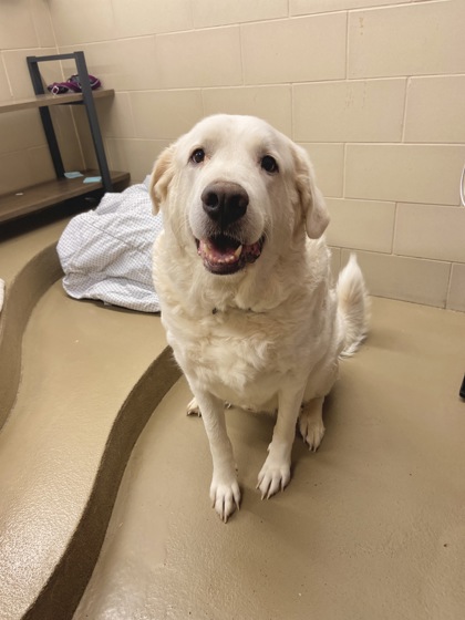 Azi - Young-Williams Animal Center