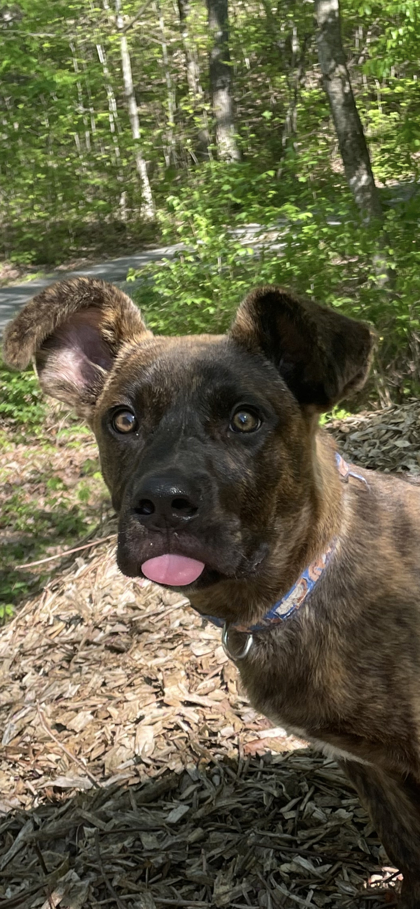 55617044 - Young-Williams Animal Center