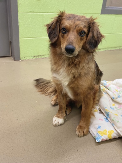 55621063 - Young-Williams Animal Center