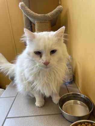 Boo Boo - Young-Williams Animal Center