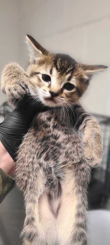 55688723 - Young-Williams Animal Center