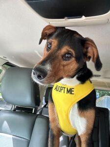Rutt - Young-Williams Animal Center