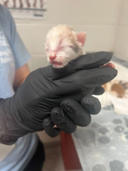 55924768 - Young-Williams Animal Center