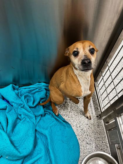 55995799 - Young-Williams Animal Center