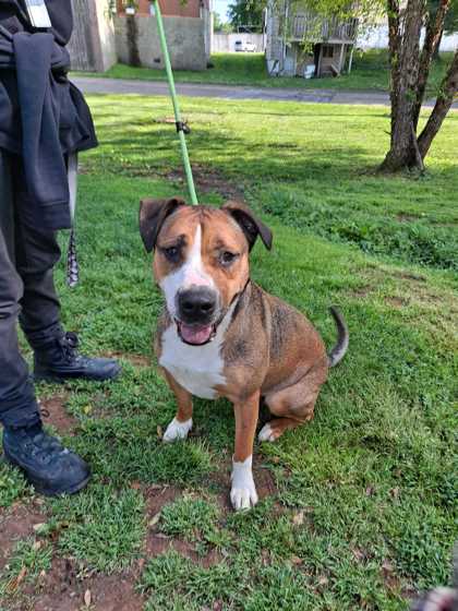 Taz - Young-Williams Animal Center