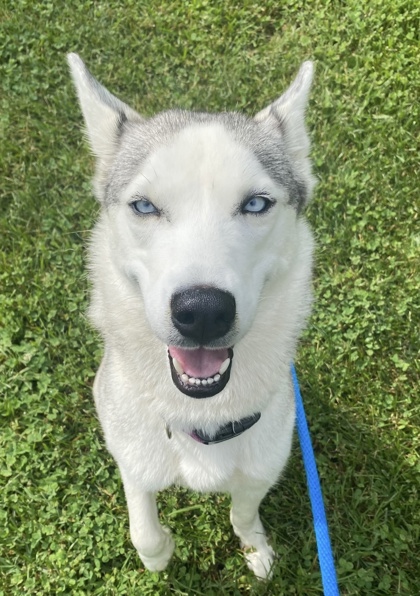 55913046 - Young-Williams Animal Center