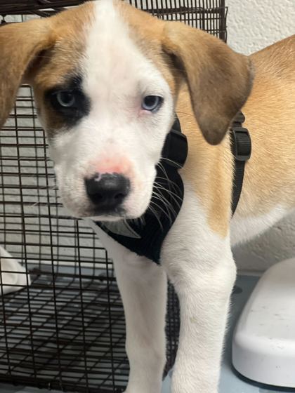 Sweet Pea - Young-Williams Animal Center