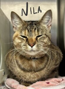 Nila - Young-Williams Animal Center