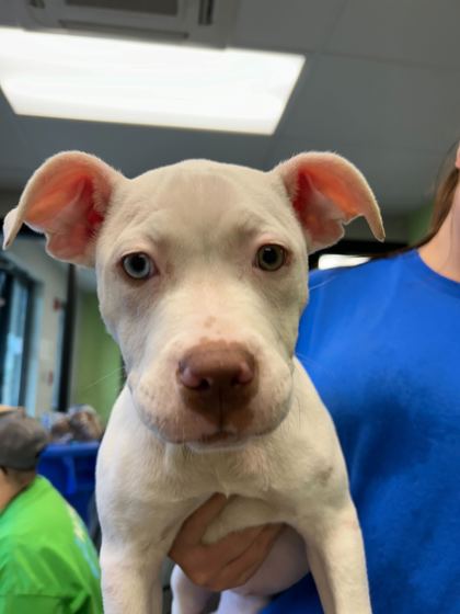 Lila - Young-Williams Animal Center