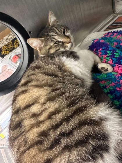 Stray Injured - Young-Williams Animal Center