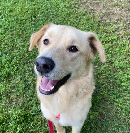 Chief - Young-Williams Animal Center