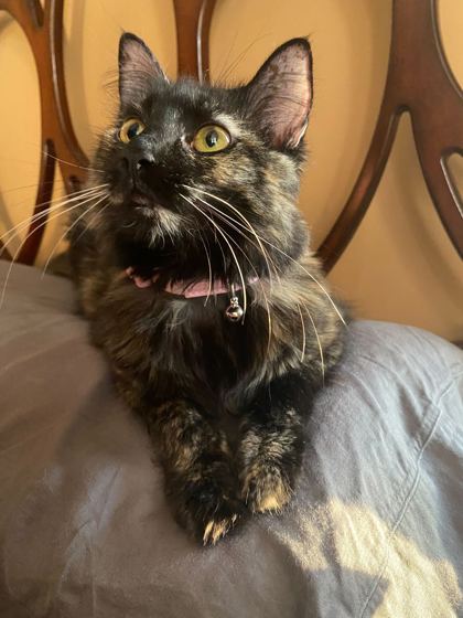 Keem - Young-Williams Animal Center