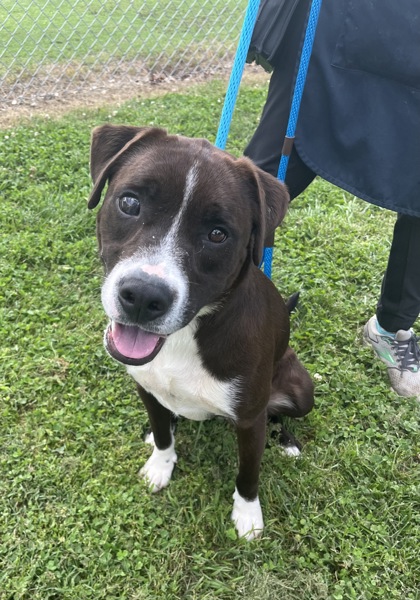 Duke - Young-Williams Animal Center