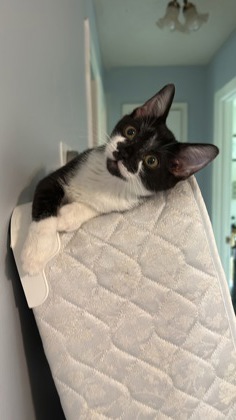 Arabella - Young-Williams Animal Center