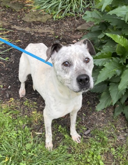 55835880 - Young-Williams Animal Center