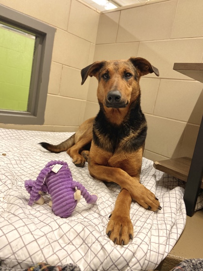 55869076 - Young-Williams Animal Center