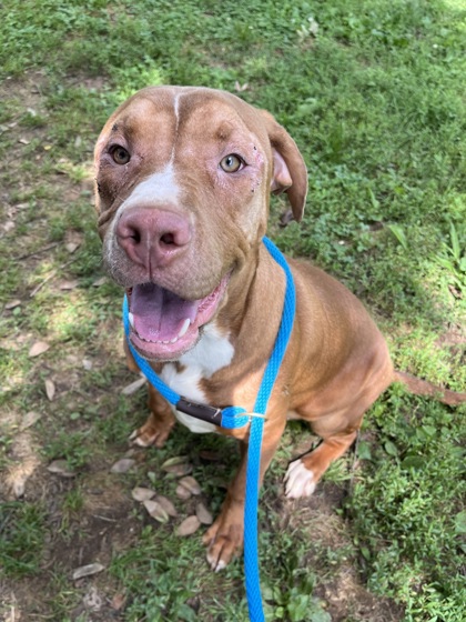 Duke - Young-Williams Animal Center