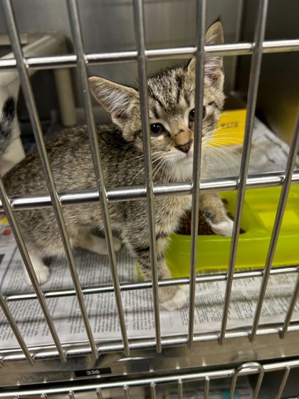 Minnie - Young-Williams Animal Center