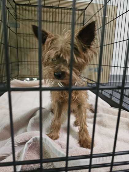 56112617 - Young-Williams Animal Center