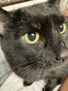 Abyss - Young-Williams Animal Center