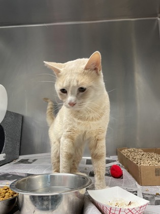 Xander - Young-Williams Animal Center