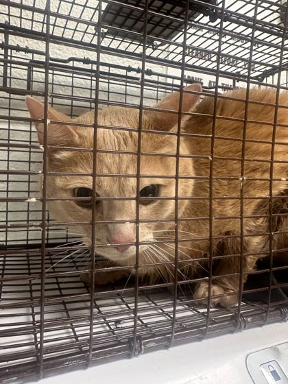 Caleb - Young-Williams Animal Center