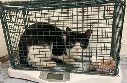 Hozier - Young-Williams Animal Center