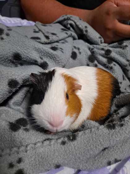 Pork Rind - Young-Williams Animal Center