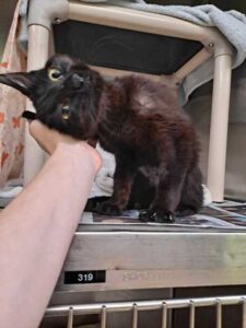 56238281 - Young-Williams Animal Center