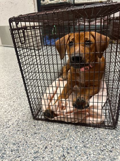 56426655 - Young-Williams Animal Center