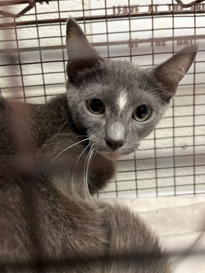 Abdul - Young-Williams Animal Center