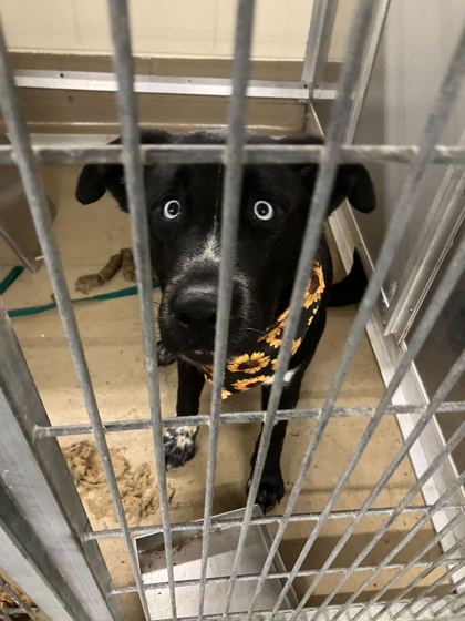 Panda Bear - Young-Williams Animal Center