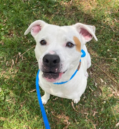 Cupid - Young-Williams Animal Center
