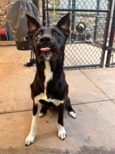 Rampage - Young-Williams Animal Center