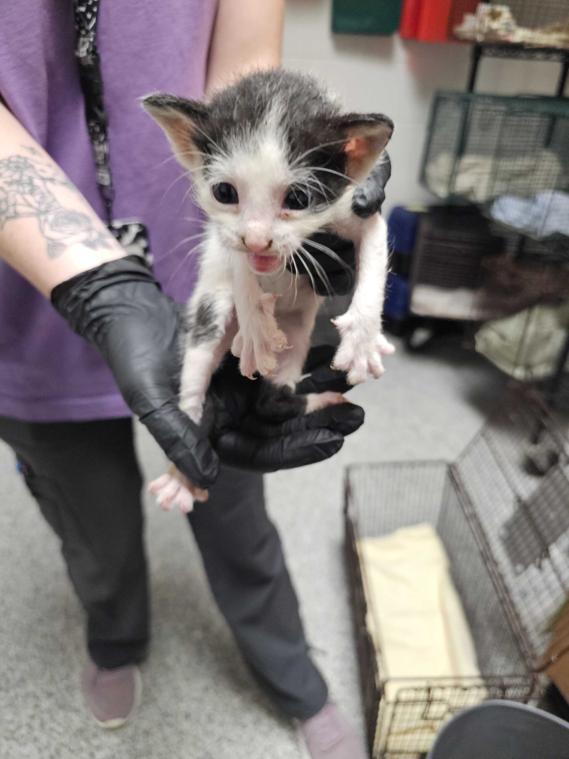 56334839 - Young-Williams Animal Center