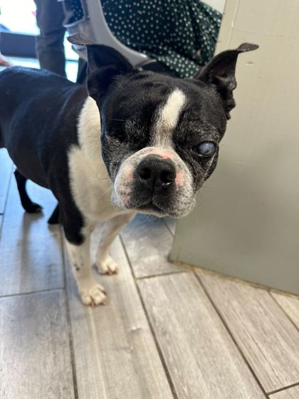 Mooch - Young-Williams Animal Center