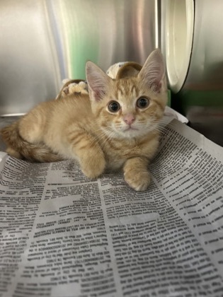 Sheldon - Young-Williams Animal Center