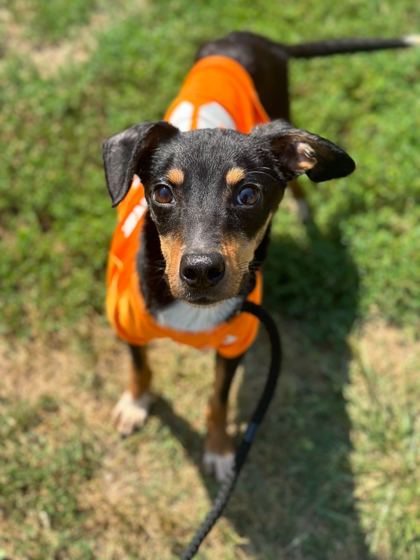 Wesley - Young-Williams Animal Center