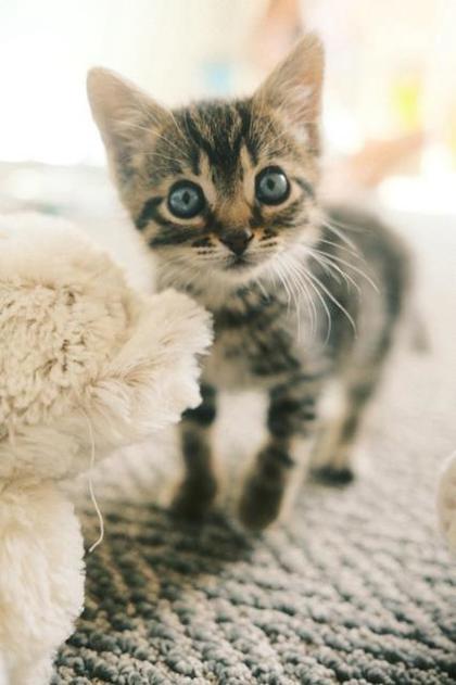 56476529 - Young-Williams Animal Center