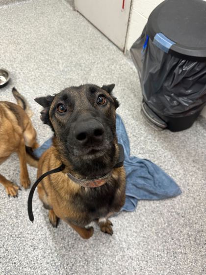 Neo - Young-Williams Animal Center