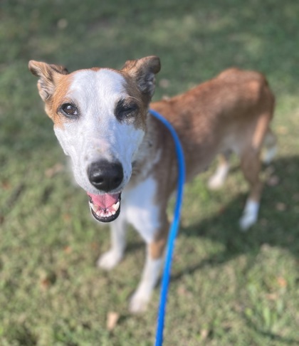 Magnolia - Young-Williams Animal Center