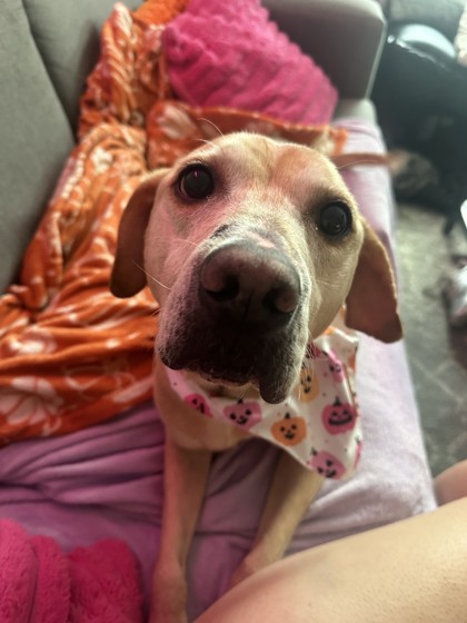 National - Young-Williams Animal Center