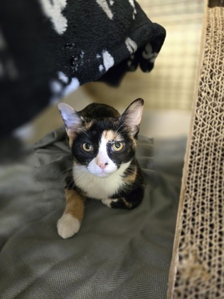 56678350 - Young-Williams Animal Center