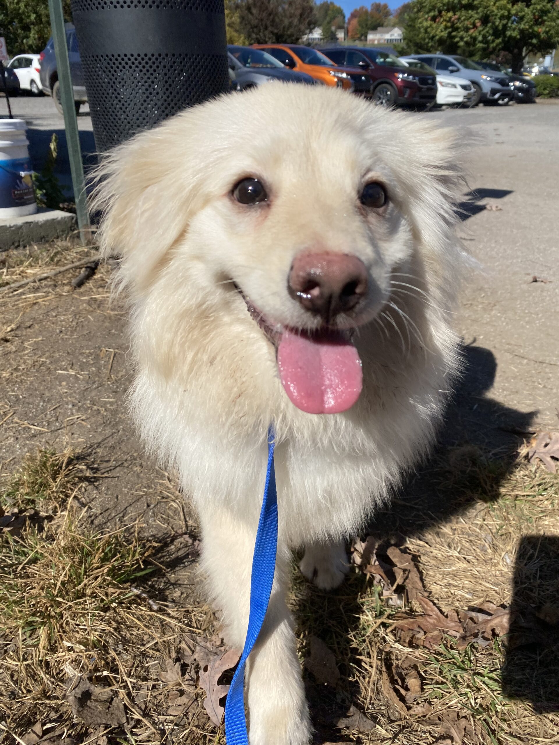 56587330 - Young-Williams Animal Center