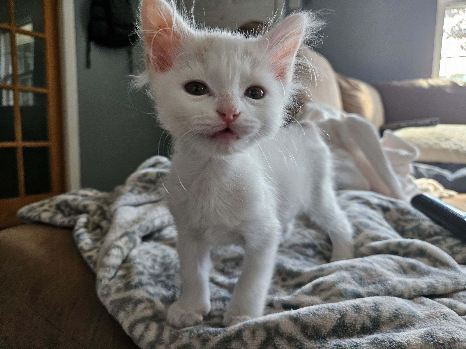 56577770 - Young-Williams Animal Center